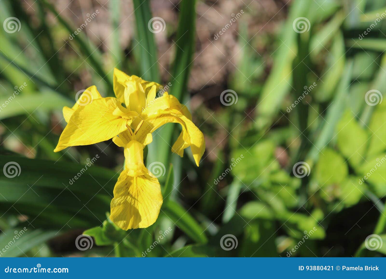 Wild Yellow Iris, Iris Pseudacorus, Native To Illinois Stock Image ...