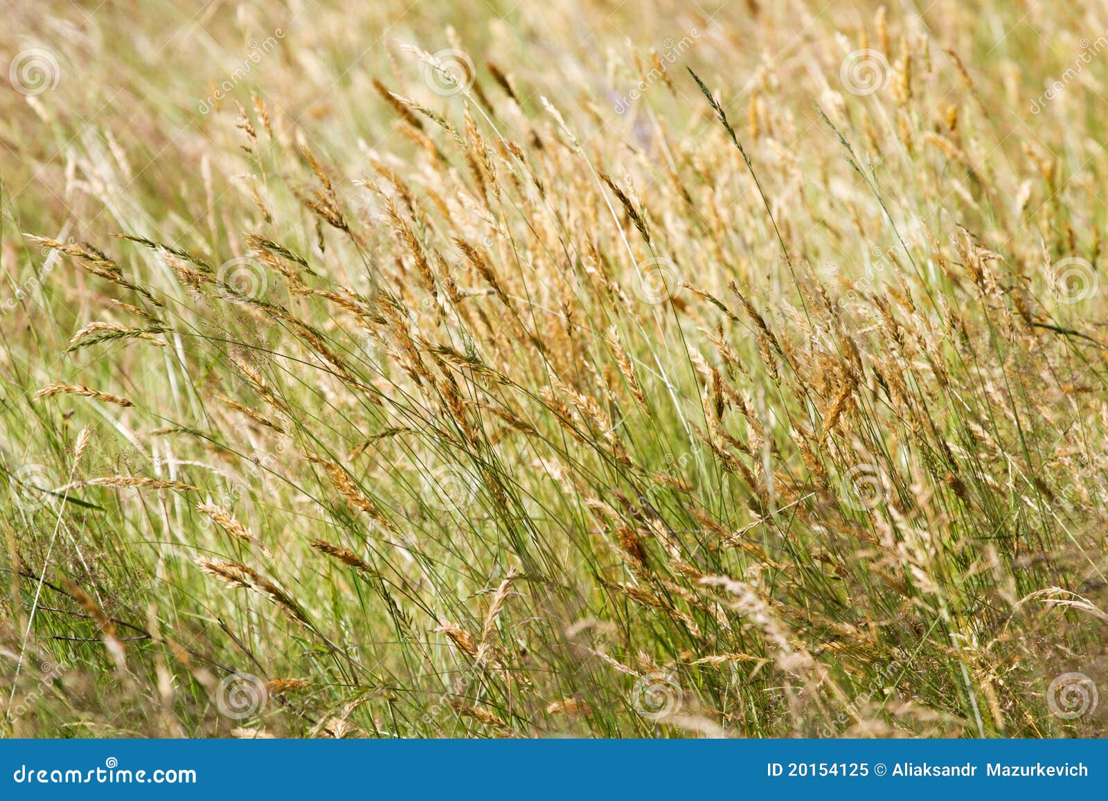 Wild yellow meadow grass stock image. Image of lawn, grow - 20154125