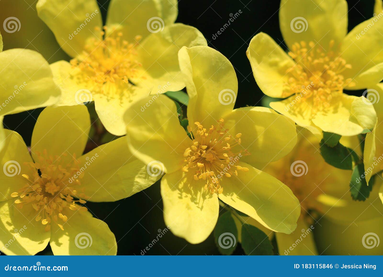 Wild Yellow Rose Flowers in Spring Stock Photo - Image of blossom ...