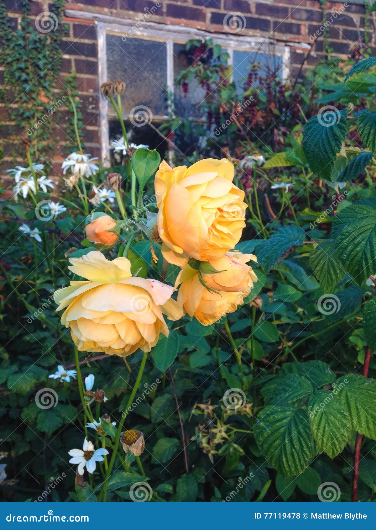 Wild Yellow Rose stock photo. Image of lush, rustic, garden - 77119478