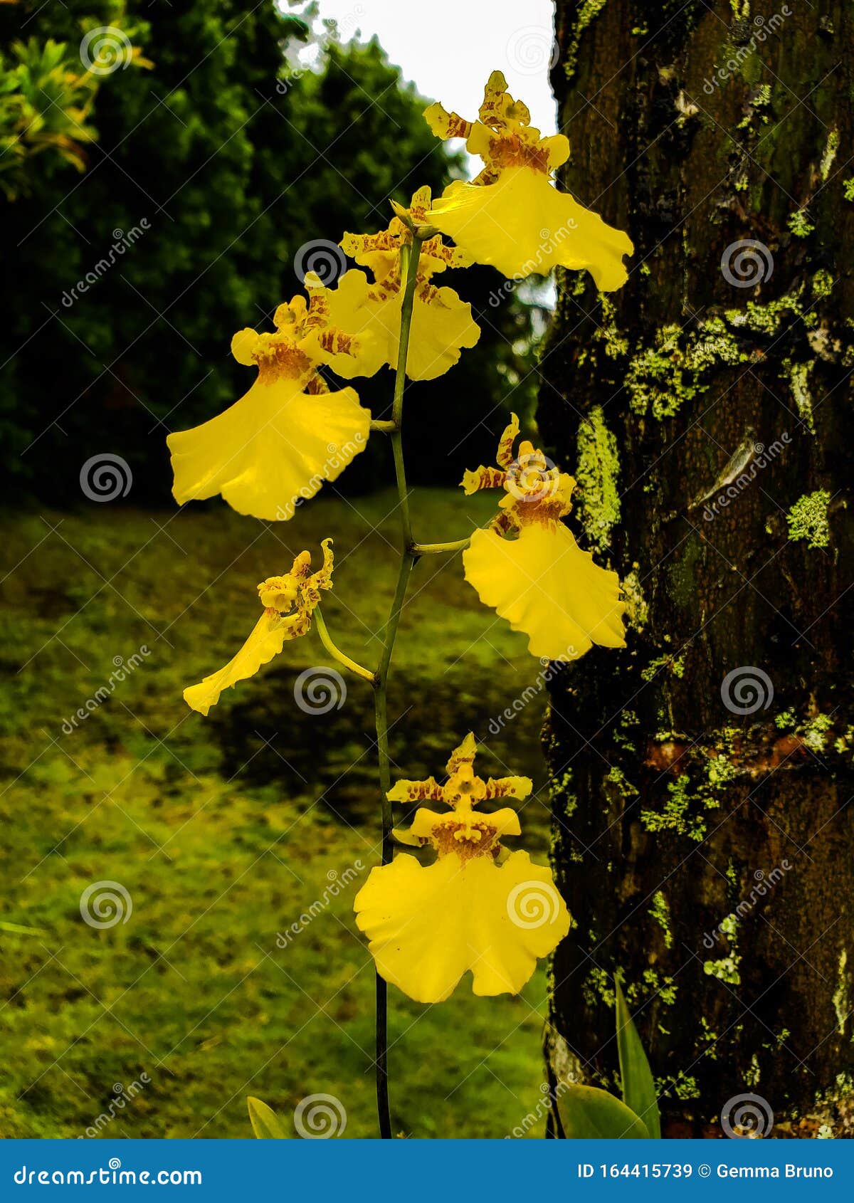 Wild Yellow Smiling Orchids Stock Image - Image of petals, smiling ...