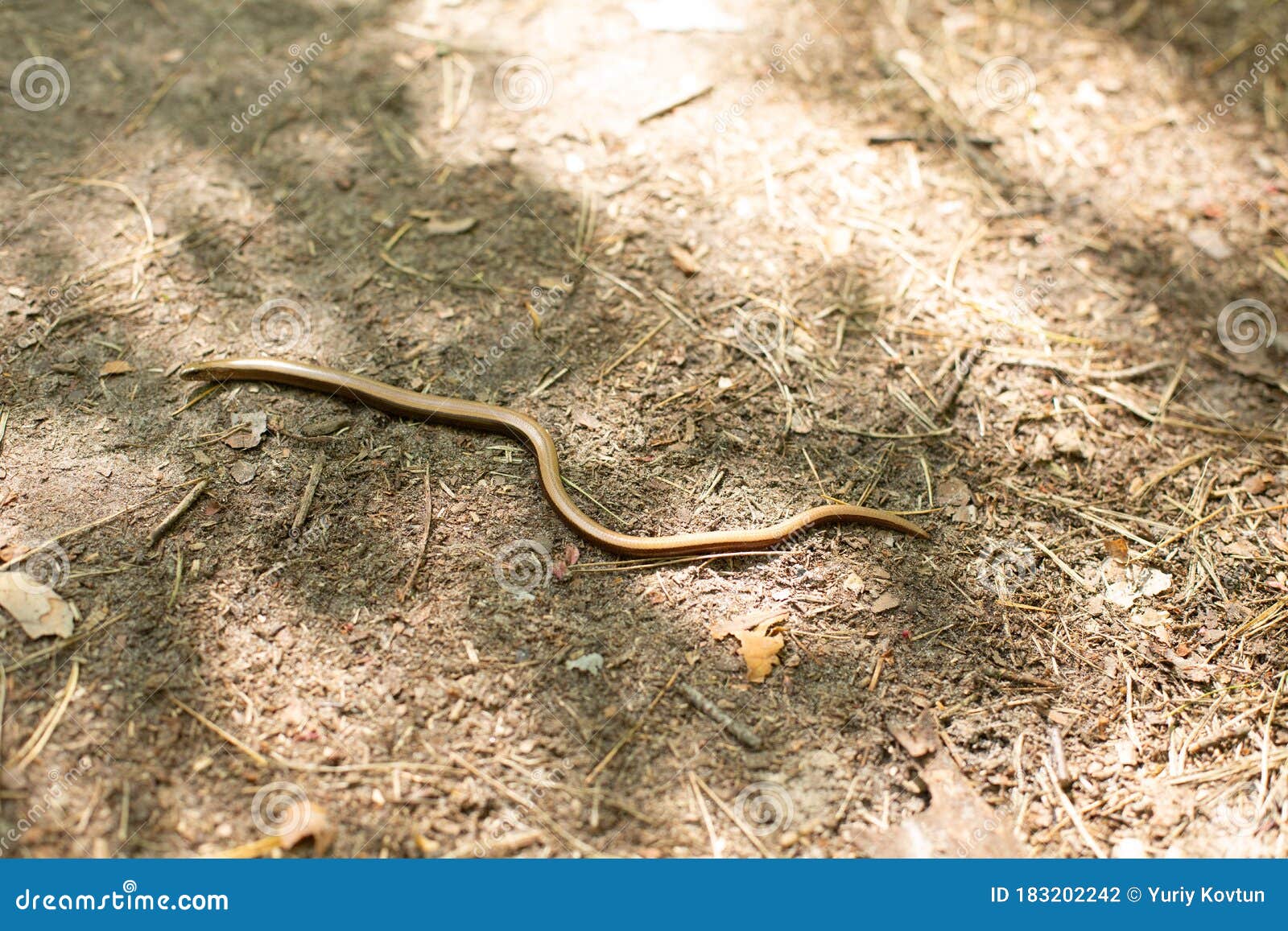 Wild Yellow Snake Creeping Forest Grass Dry Stock Photo - Image of ...