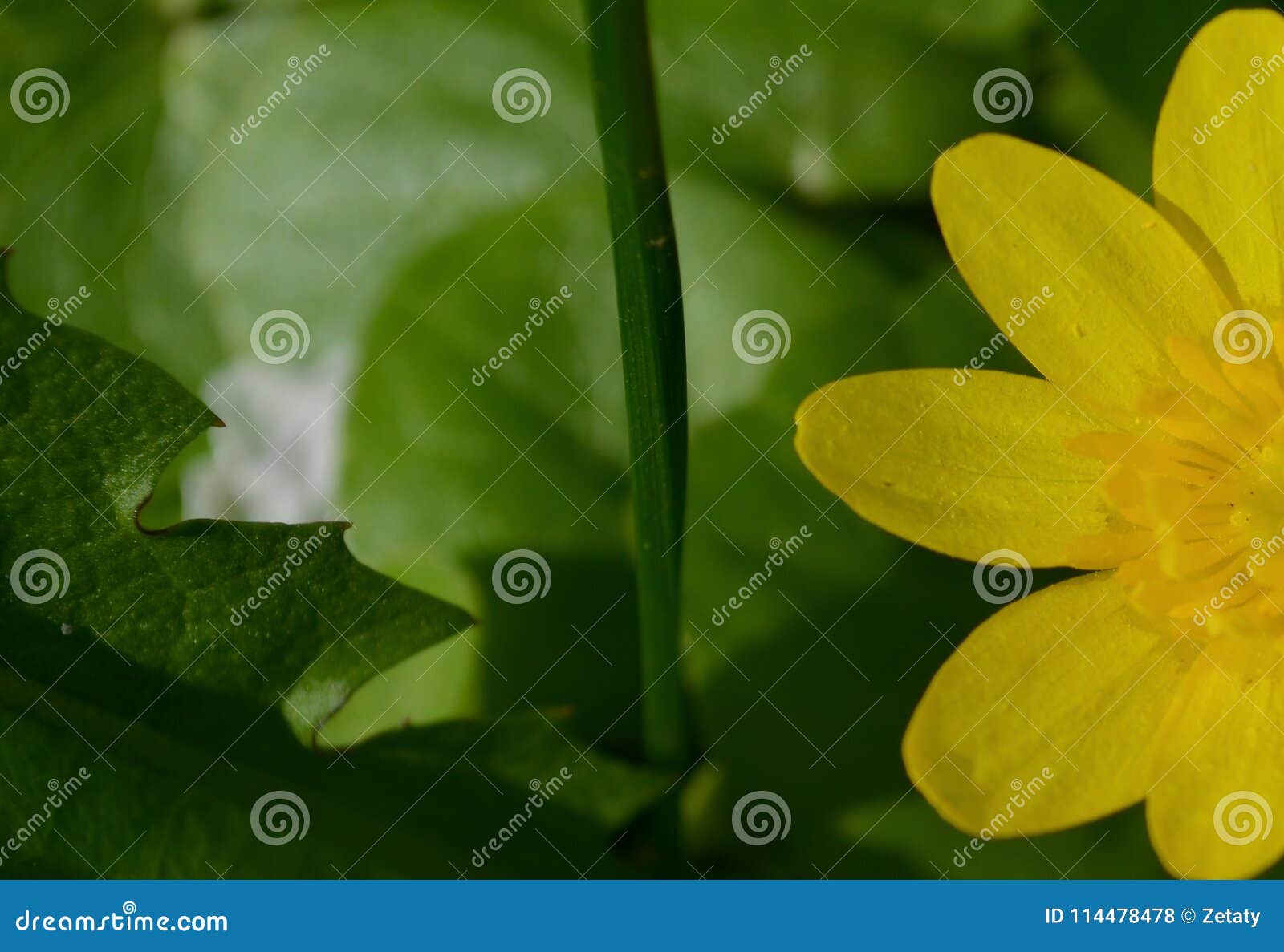 Wild yellow spring flowers stock photo. Image of bunch - 114478478
