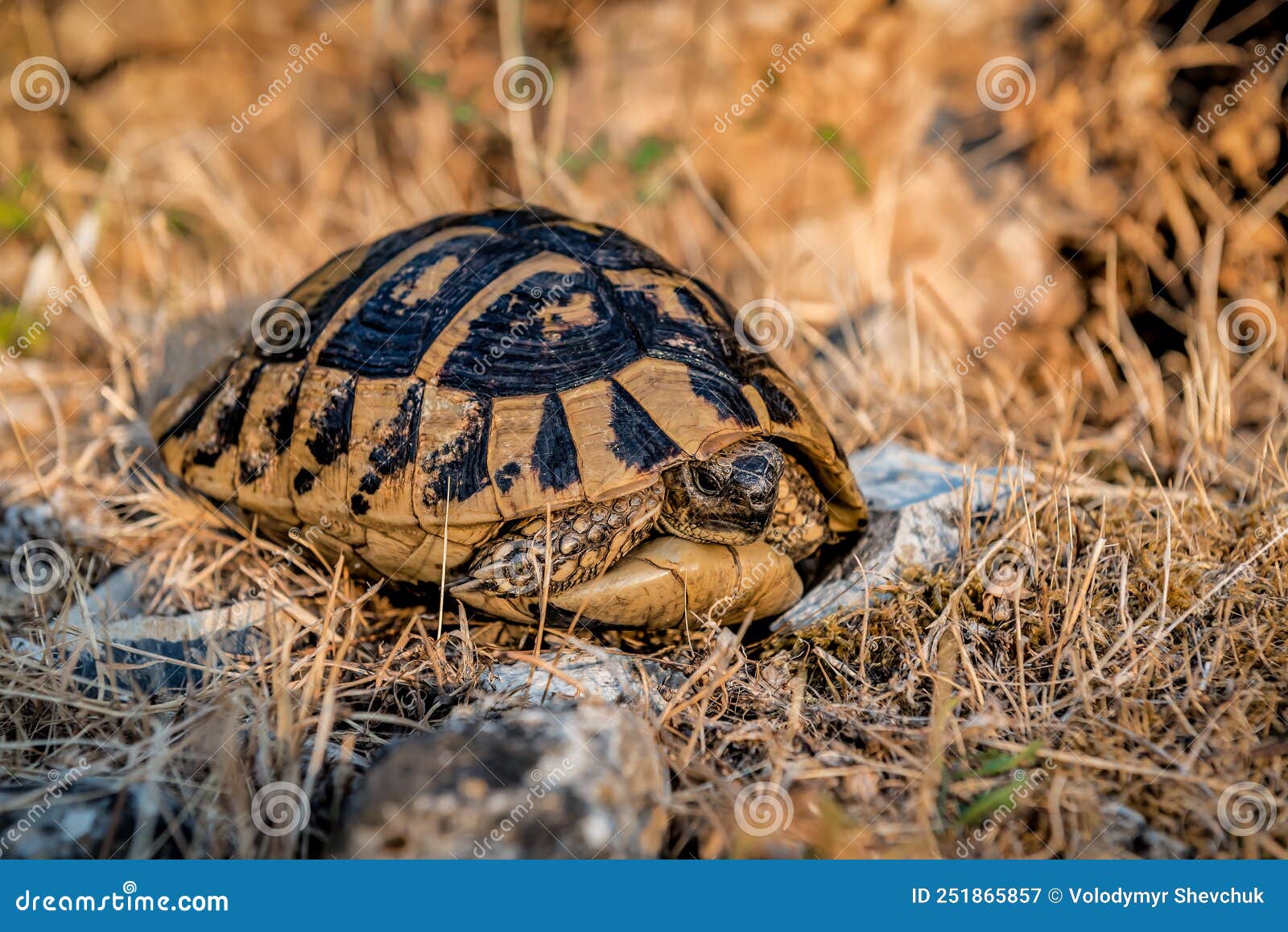 Wild Turtle Resting on the Grass Stock Image - Image of nature, slow ...