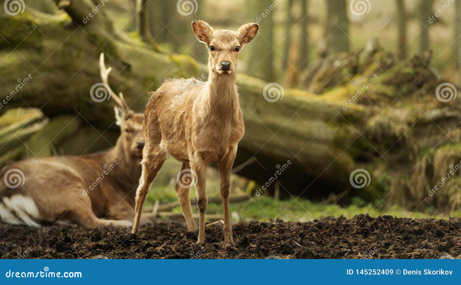 Wild Young Deer in the Spring Sunny Forest, Denmark Stock Image - Image ...