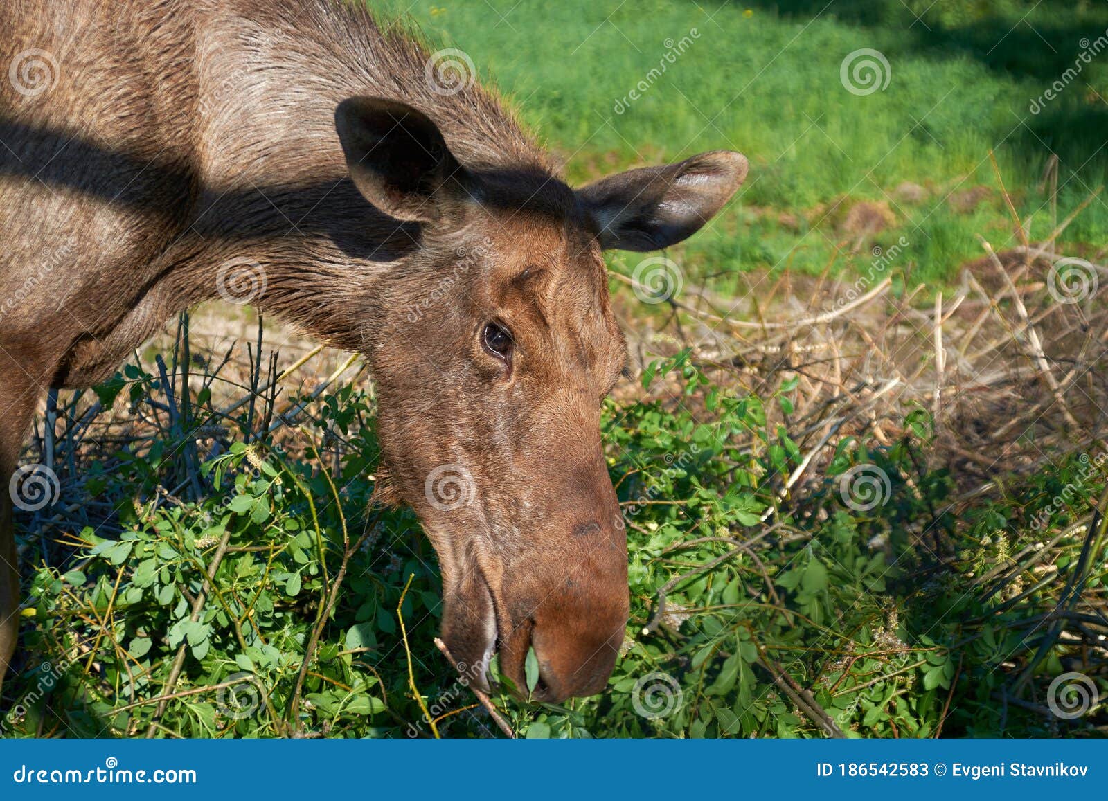 Wild Young Elk Eating Grass in a Clearing in the Forest Stock Image ...