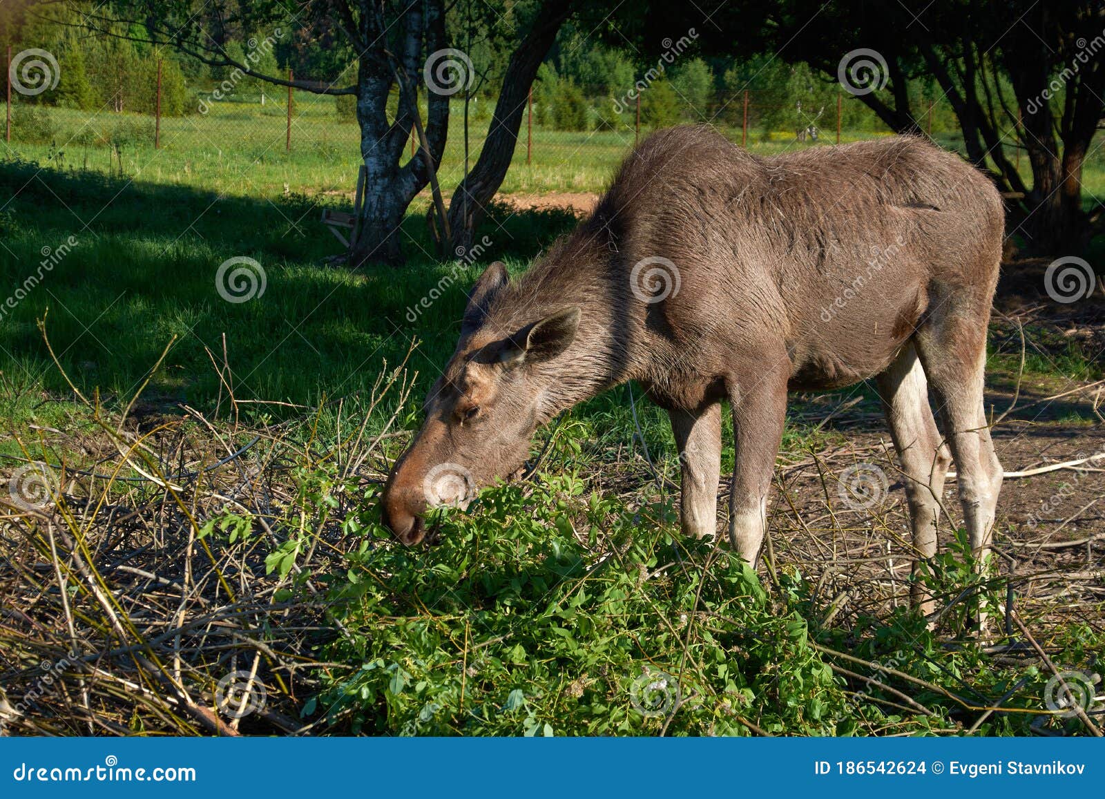 Wild Young Elk Eating Grass in a Clearing in the Forest Stock Photo ...