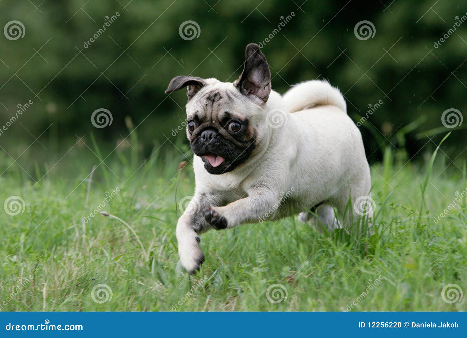 Wild young pug stock photo. Image of female, running - 12256220