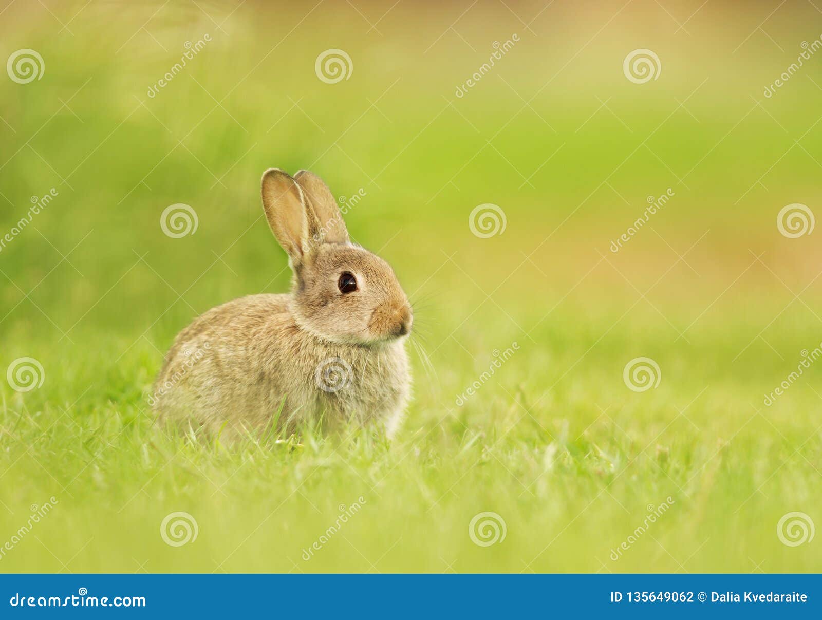 Wild Young Rabbit Sitting in the Meadow Stock Photo - Image of meadow ...