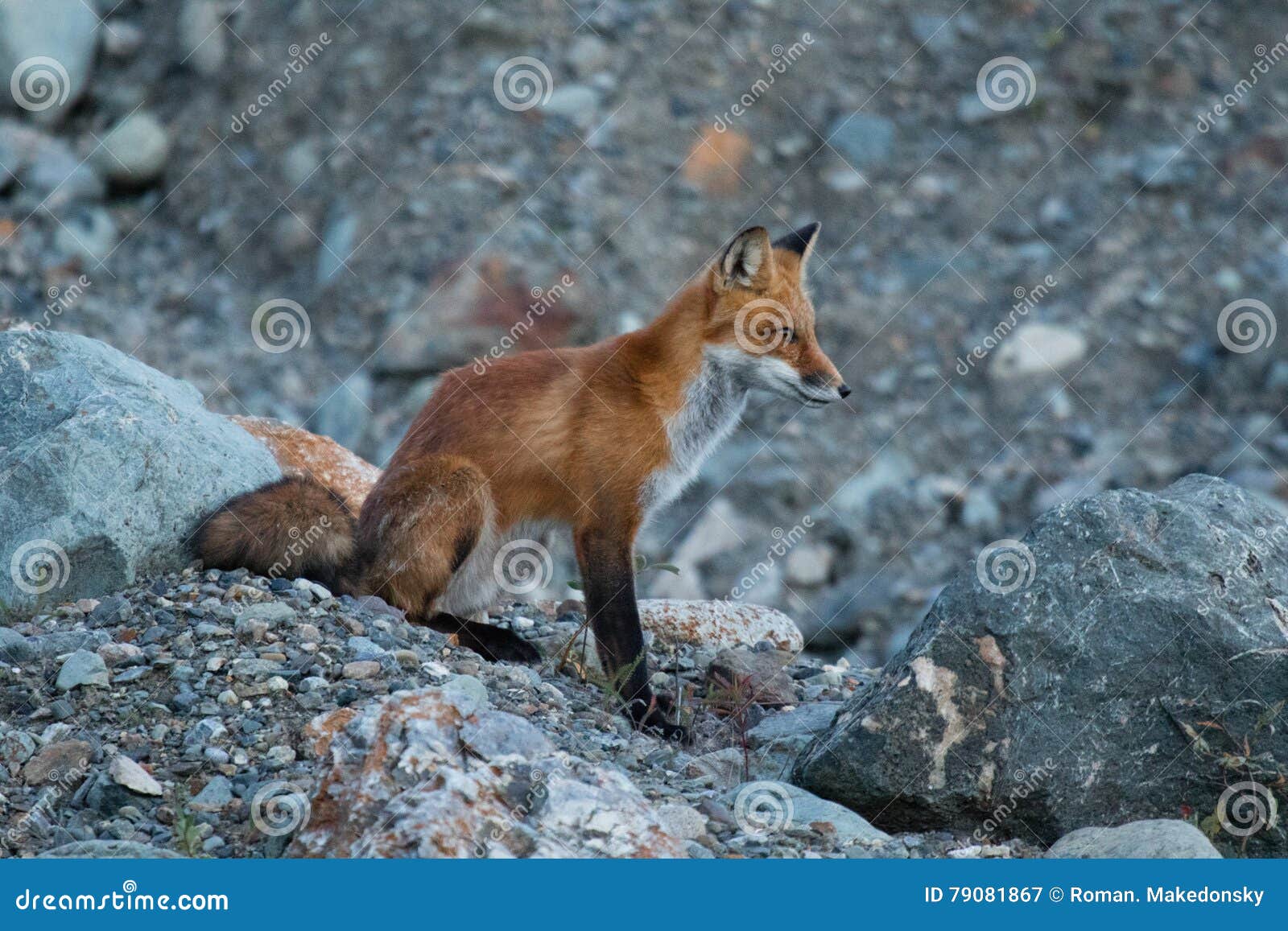 Wild Young Red Fox in Natural Setting at Dusk Northwest Territories ...
