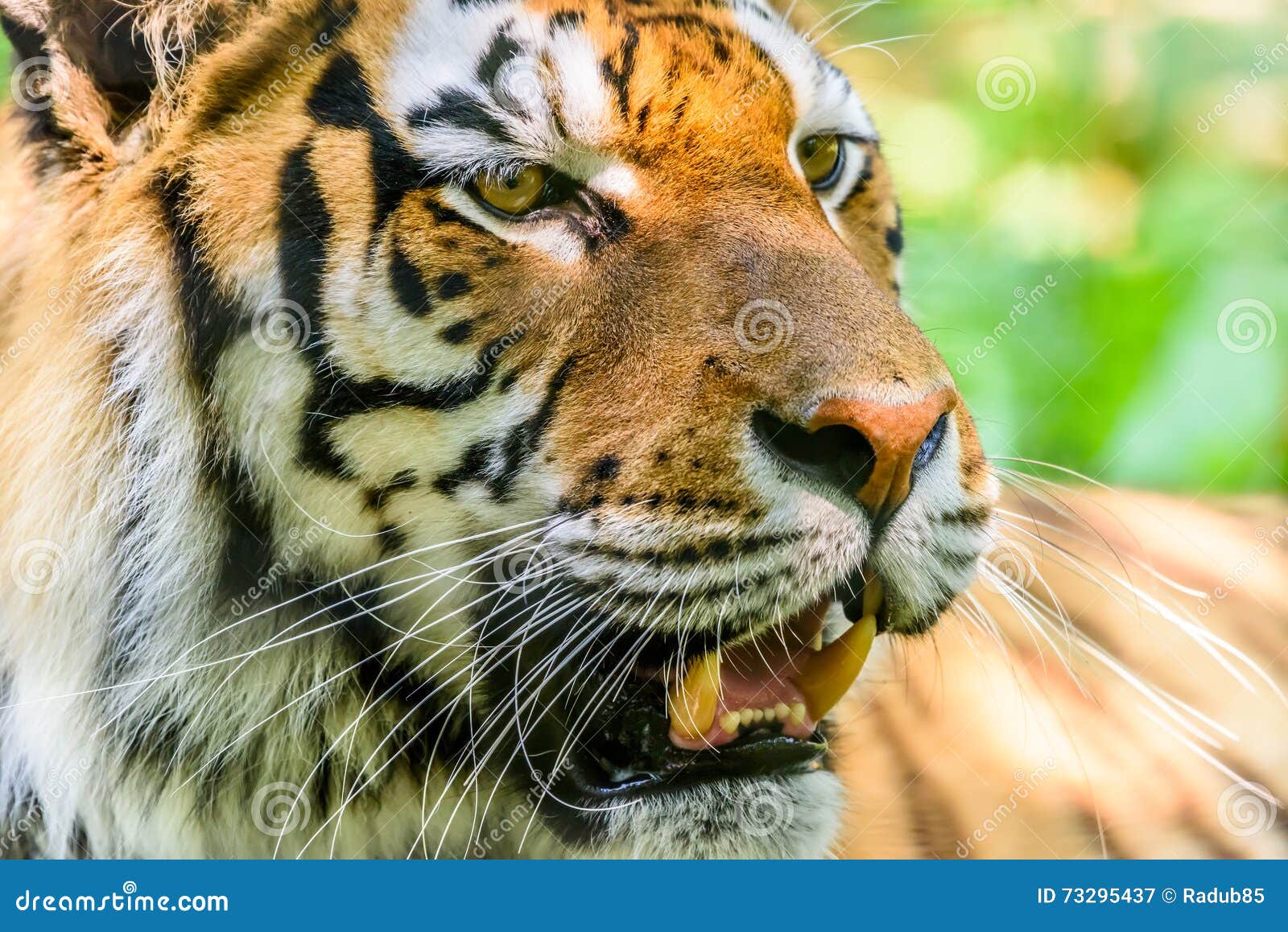 Wild Young Tiger Portrait stock image. Image of growl - 73295437
