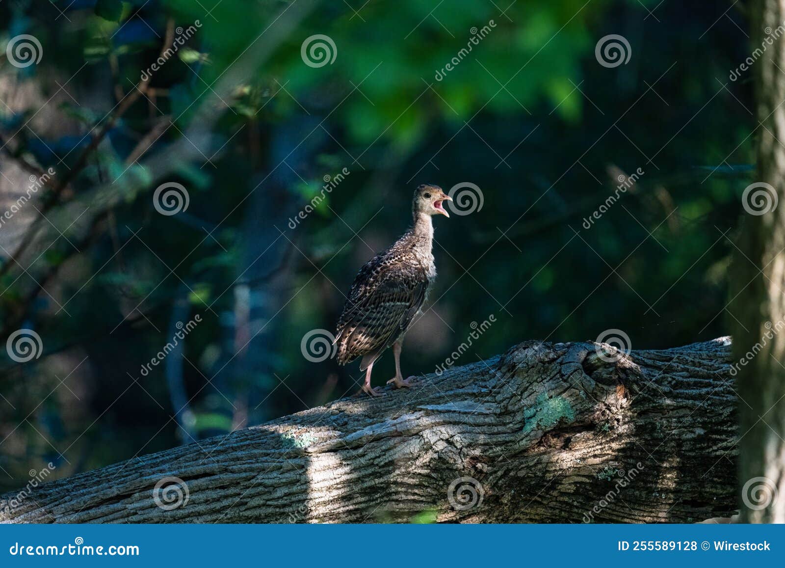 Wild Young Turkey Standing on a Tree Trunk in the Forest Stock Photo ...