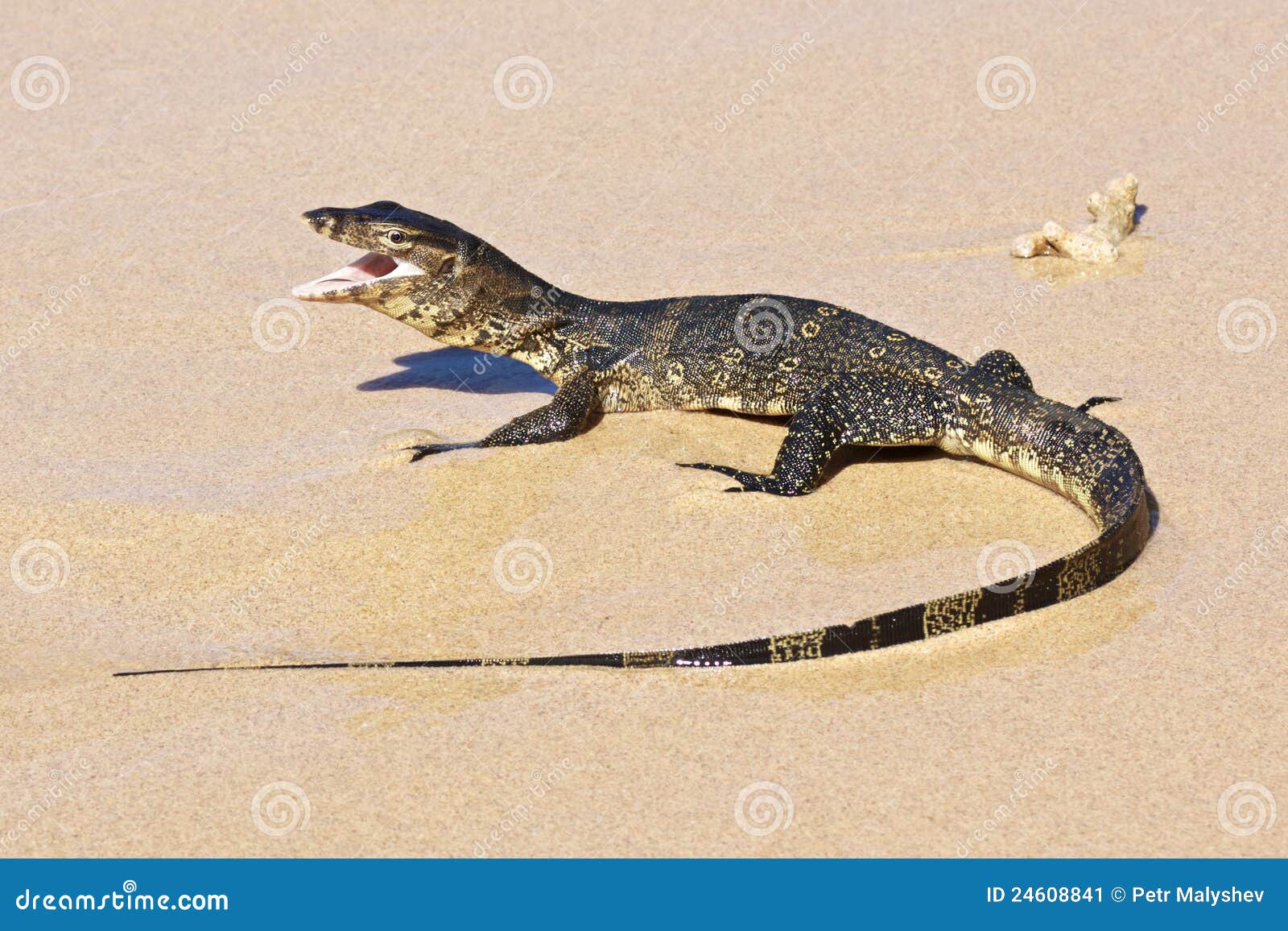 Wild young water monitor stock image. Image of lying - 24608841