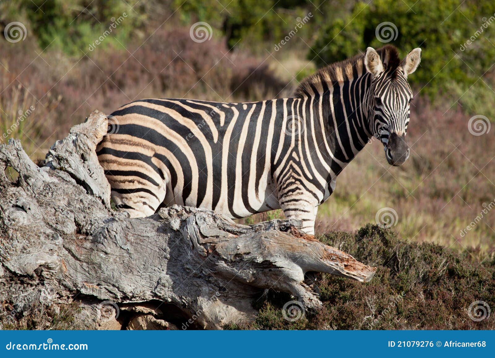 Wild zebra stock photo. Image of wildlife, nature, africa - 21079276