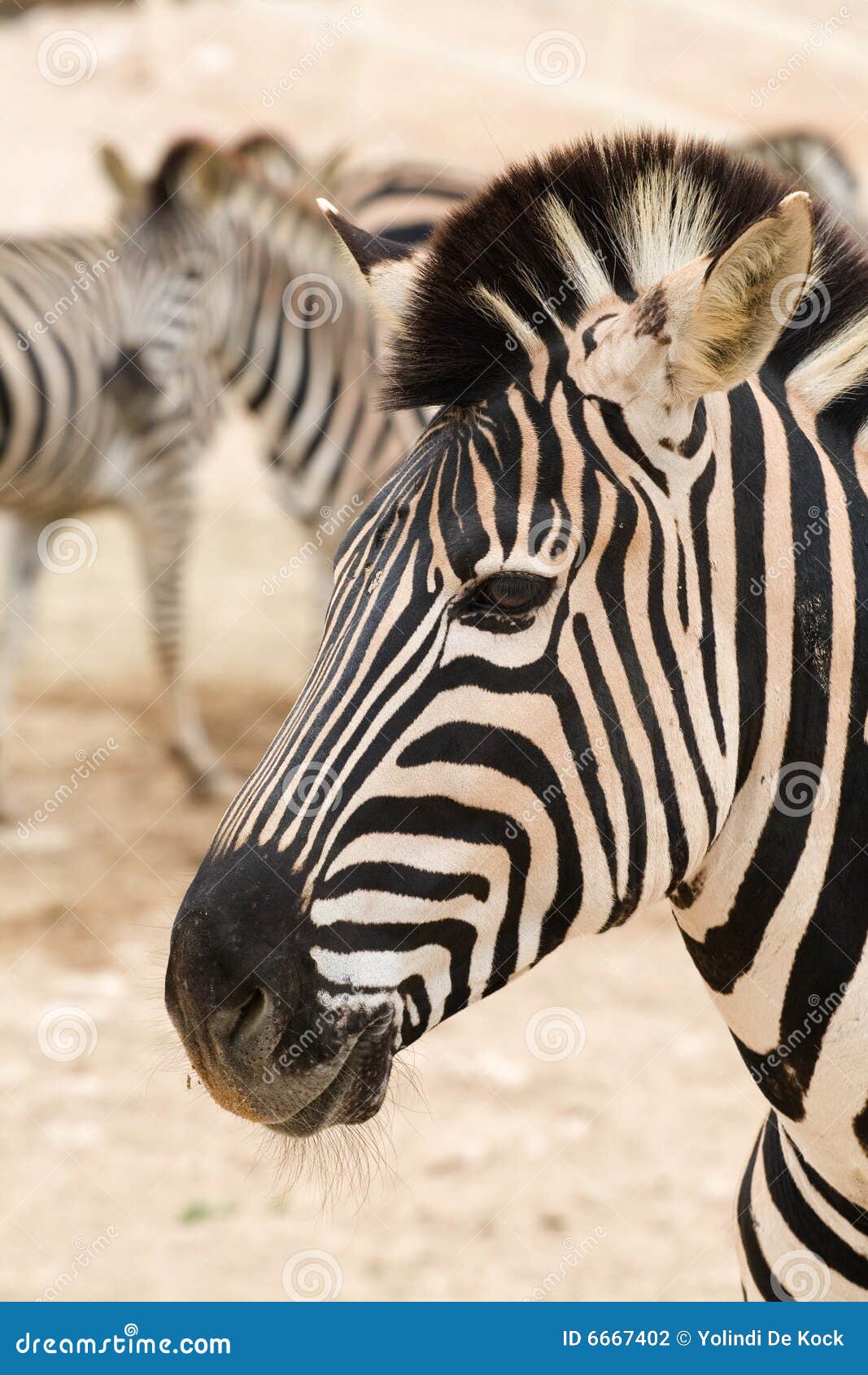 Wild Zebra stock photo. Image of outdoors, stripe, natural - 6667402