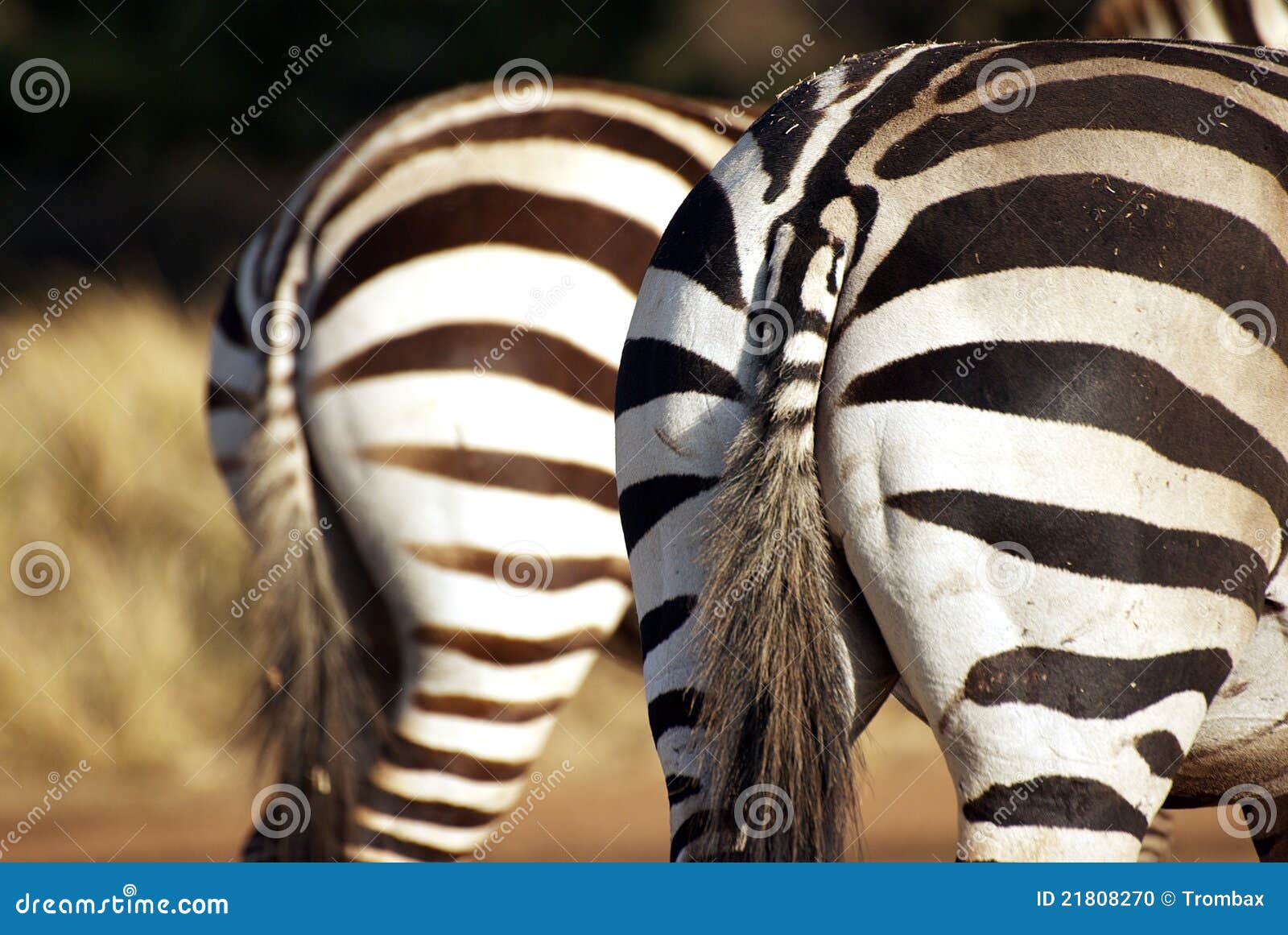 Wild zebra bottoms stock photo. Image of rear, safari - 21808270