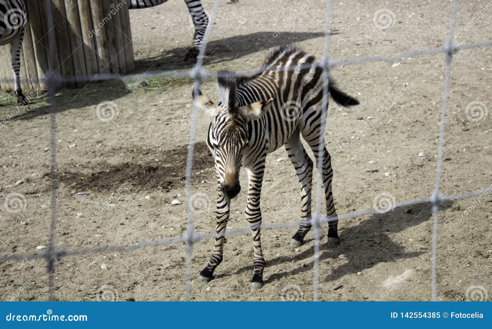 Wild Zebra caged stock image. Image of forage, garden - 142554385