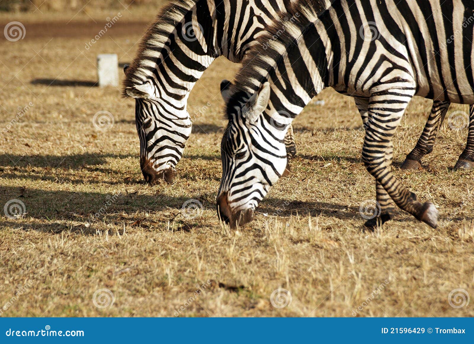 Wild zebra couple grazing stock image. Image of grazing - 21596429