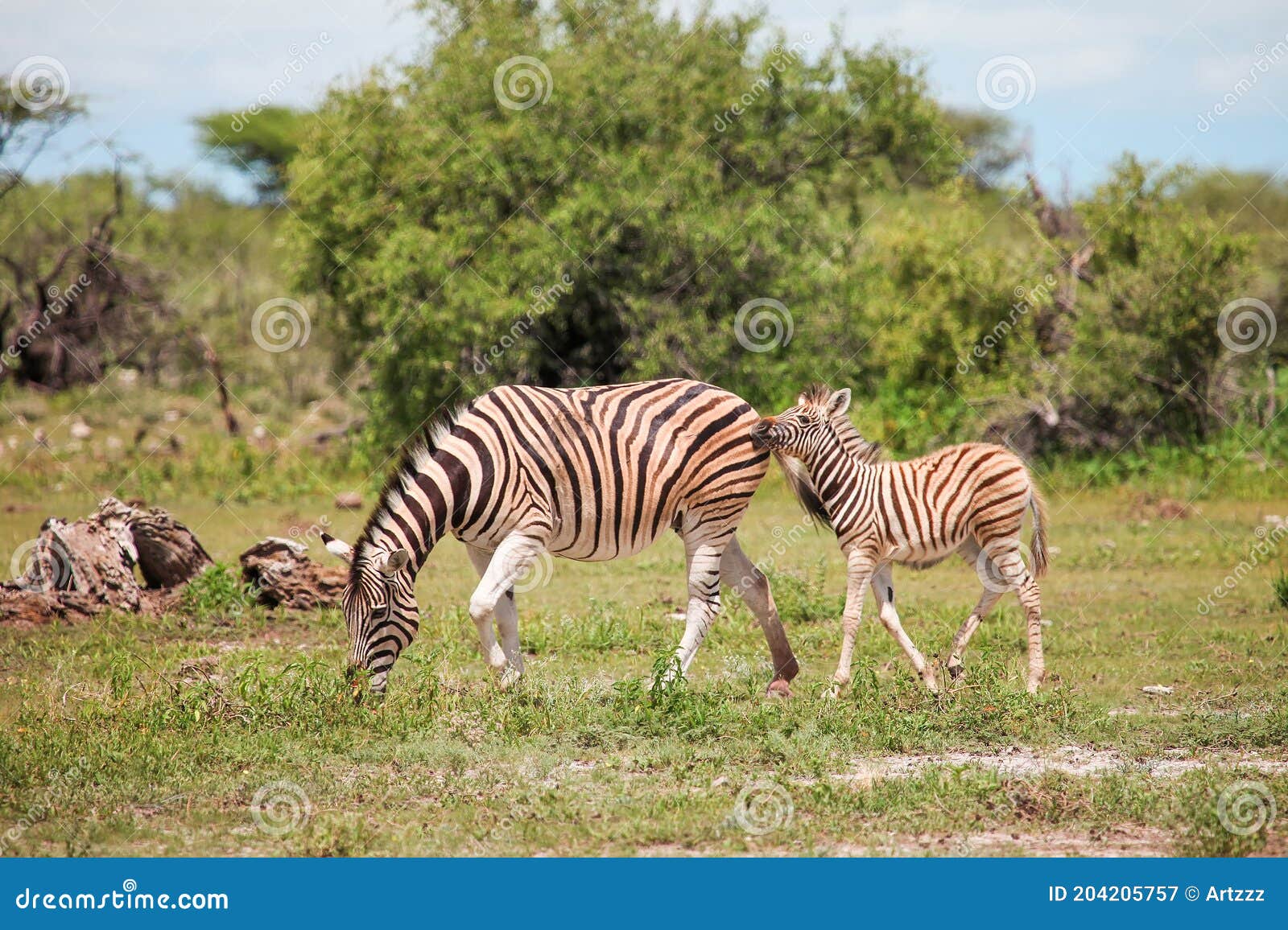 Wild zebra with the cub stock image. Image of animal - 204205757