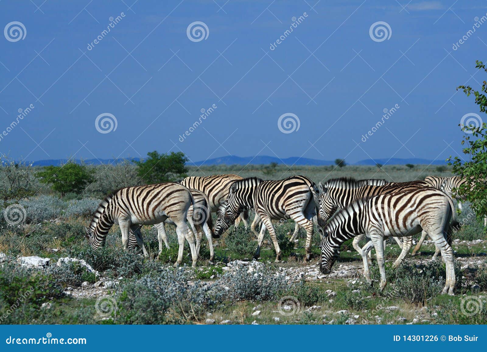 Wild zebra s stock photo. Image of wild, animal, stripes - 14301226