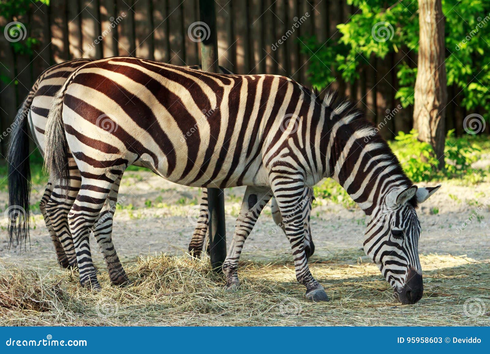 The wild zebra stock image. Image of black, savannah - 95958603