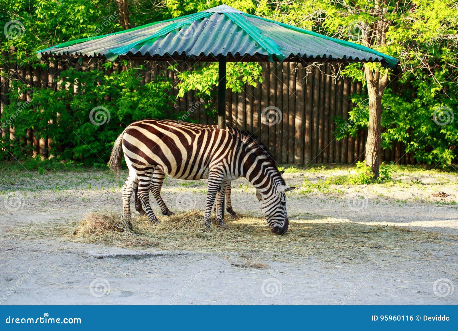 The wild zebra stock photo. Image of exotic, stripe, africa - 95960116