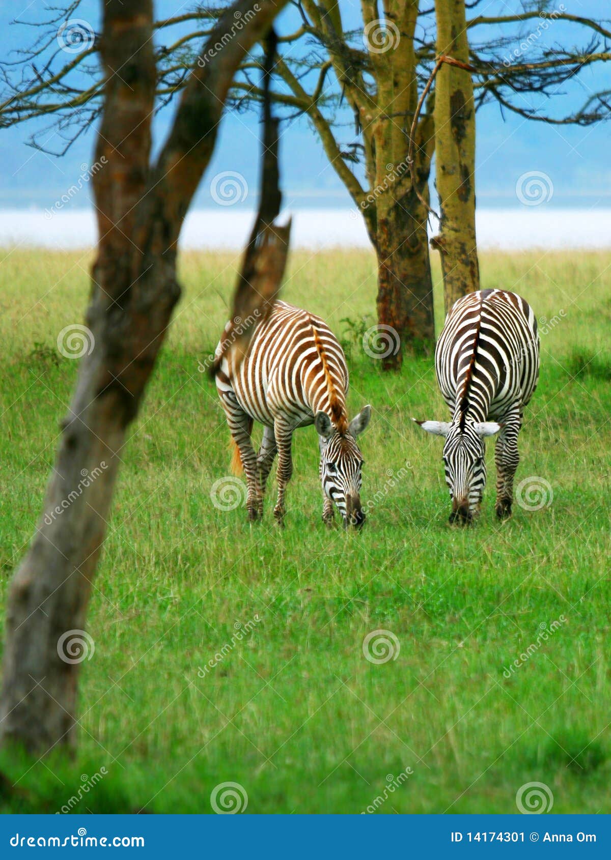 Wild zebras stock image. Image of scene, season, national - 14174301