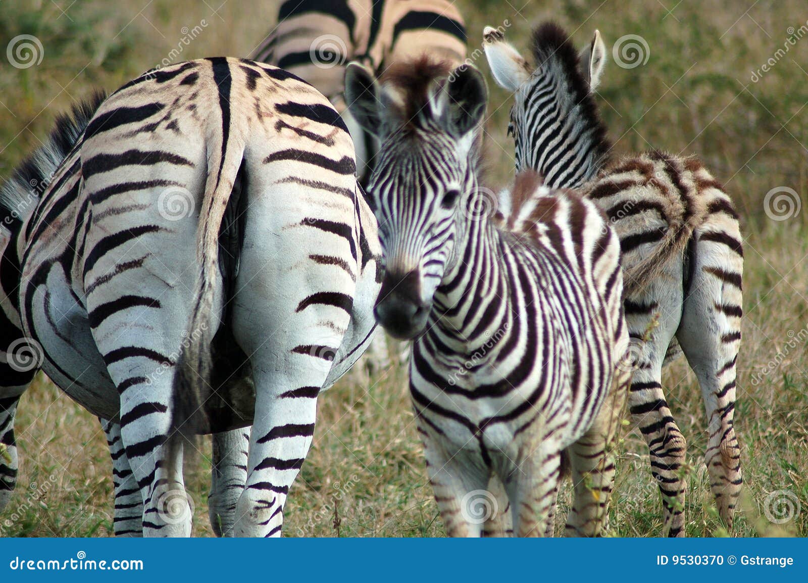 Wild Zebras stock photo. Image of horse, looking, zebra - 9530370