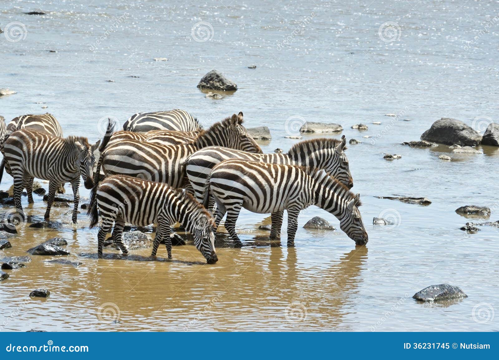 Wild zebras stock image. Image of herbivore, safari, grazing - 36231745
