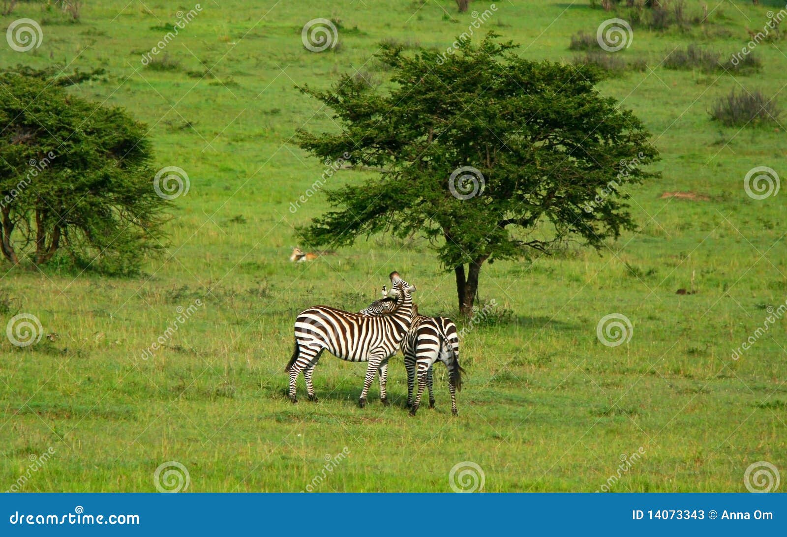 Wild zebras in love stock image. Image of masai, game - 14073343