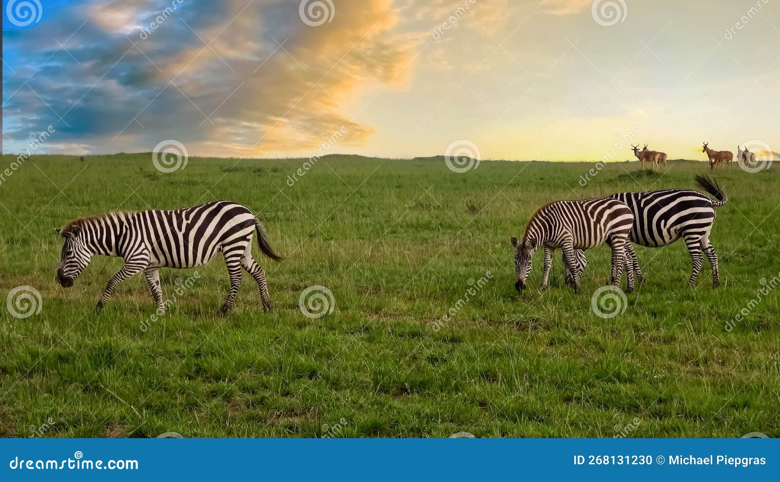 Wild Zebras in the Savannah of Africa Stock Photo - Image of contrast ...
