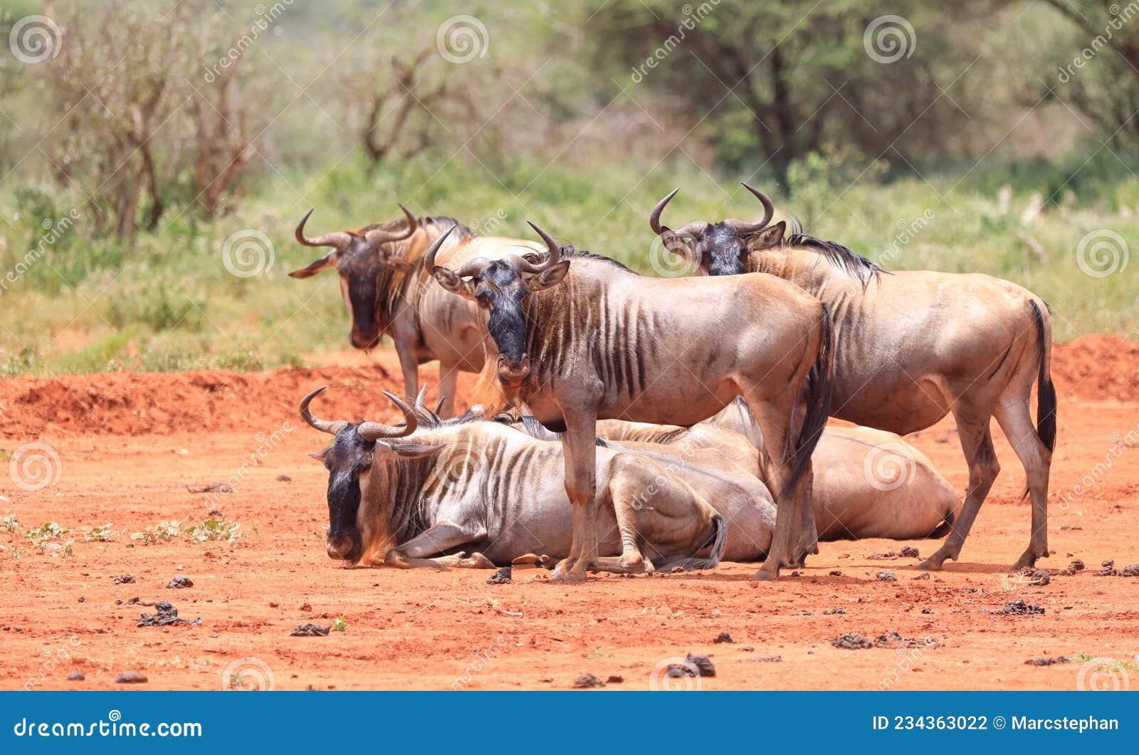 Wildbeast, Gnu in the Savannah of Kenya, Africa Stock Photo - Image of ...