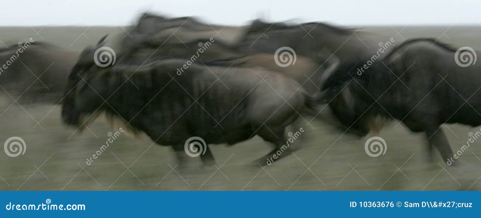 Wildbeast Running - Tanzania, Africa Stock Photo - Image of serengeti ...