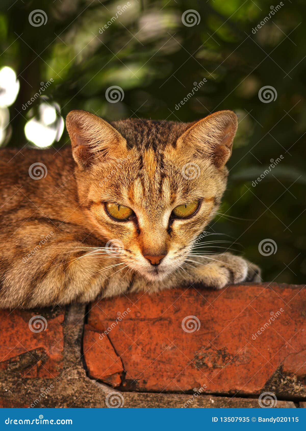 Wildcat stock image. Image of gray, kitten, british, purebred - 13507935