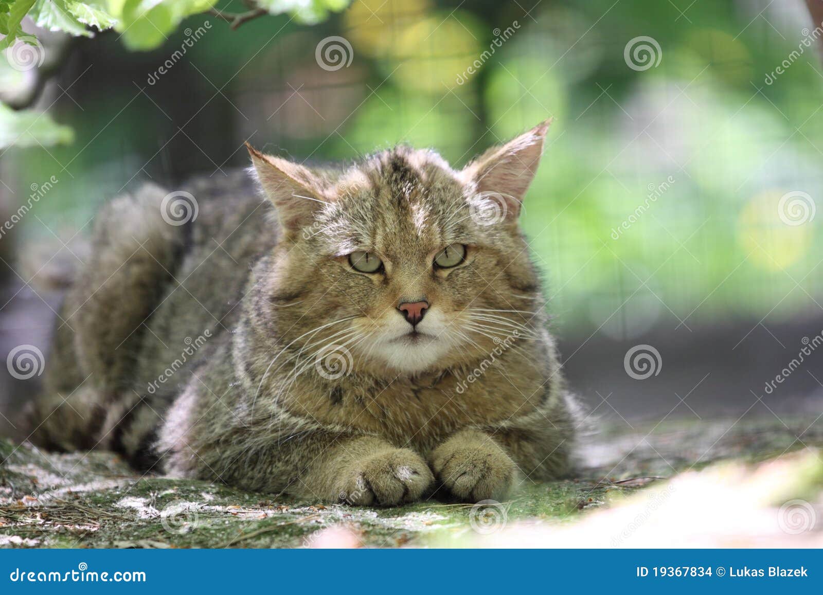 Wildcat stock photo. Image of silvestris, wildcat, wild - 19367834