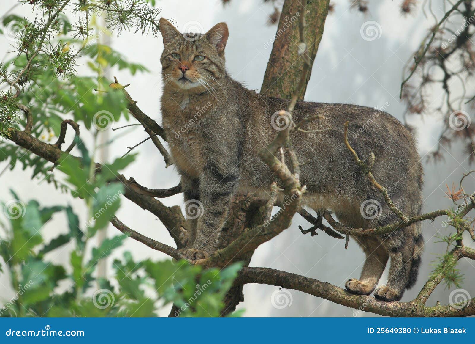 Wildcat stock photo. Image of mammal, wilc, nature, branch - 25649380