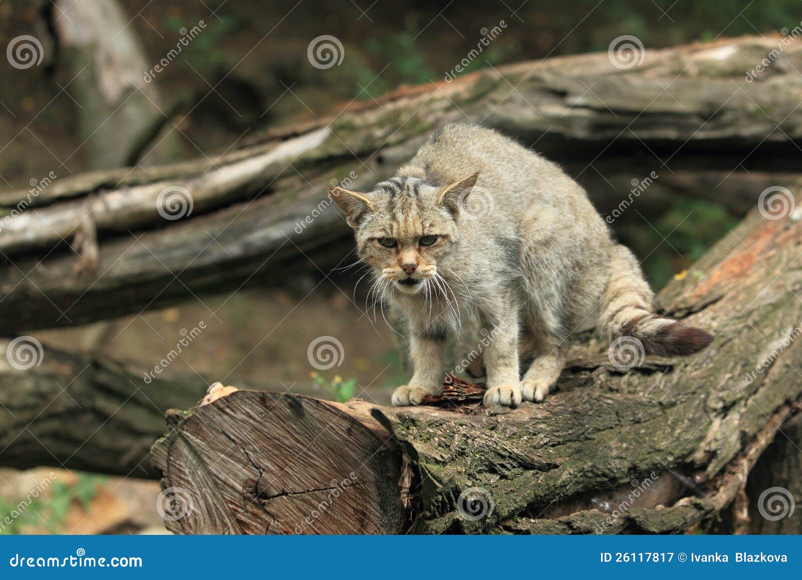 Wildcat stock image. Image of nature, mammal, small, wild - 26117817
