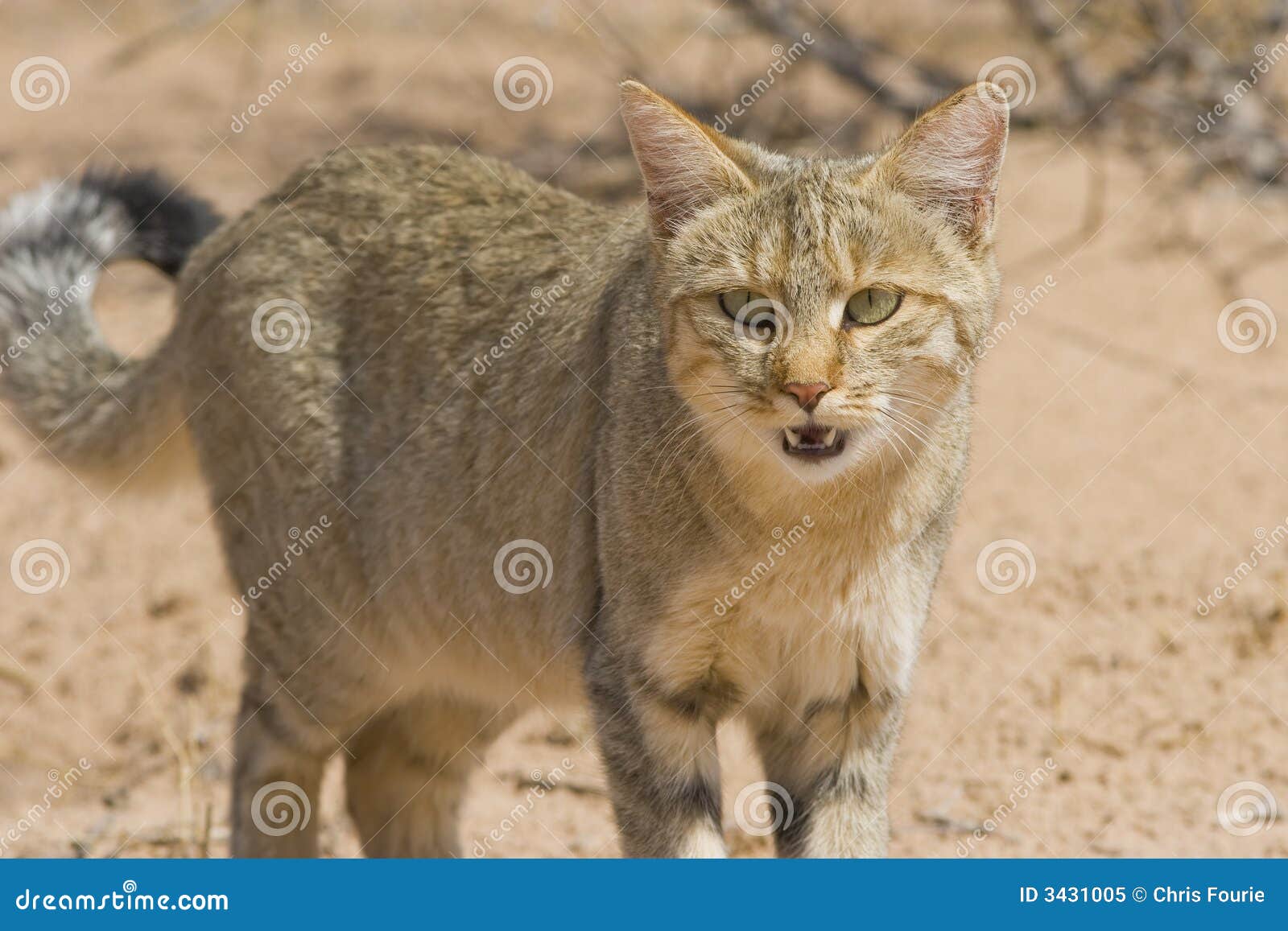 Wildcat stock image. Image of nature, carnivore, african - 3431005