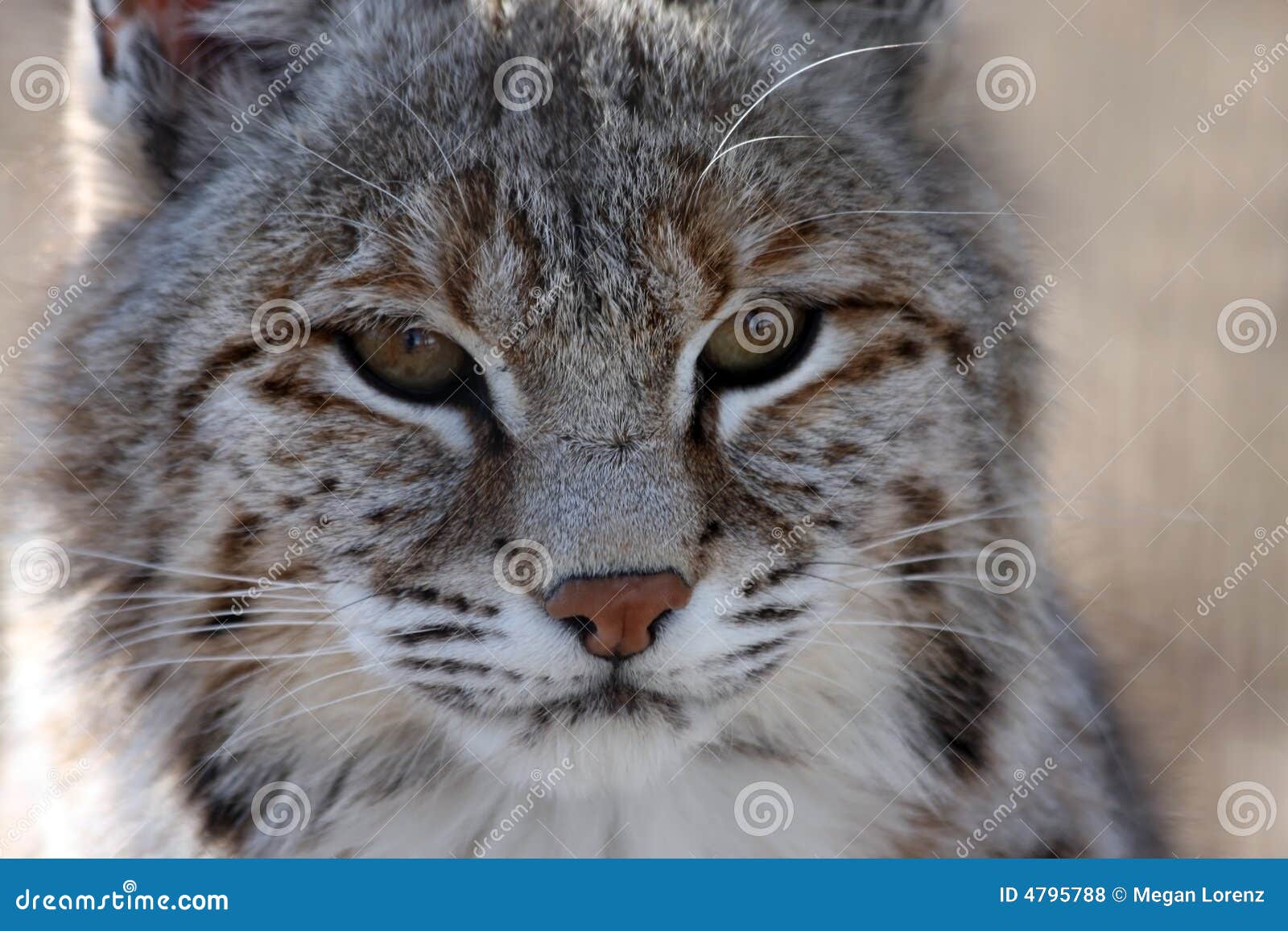 Wildcat stock photo. Image of cats, hunter, looking, nature - 4795788