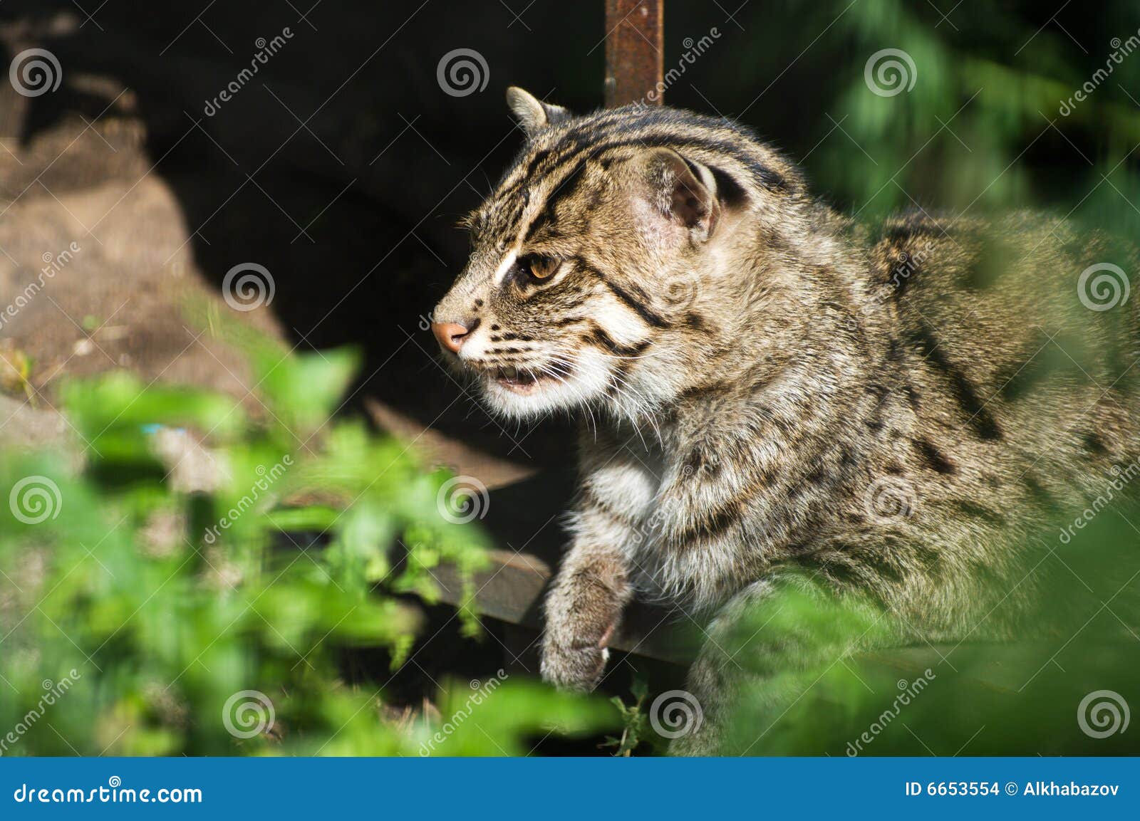 Wildcat stock photo. Image of felis, carnivore, animal - 6653554