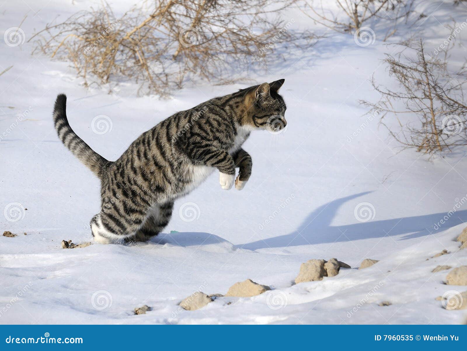 Wildcat stock image. Image of mentor, colored, stray, mammals - 7960535