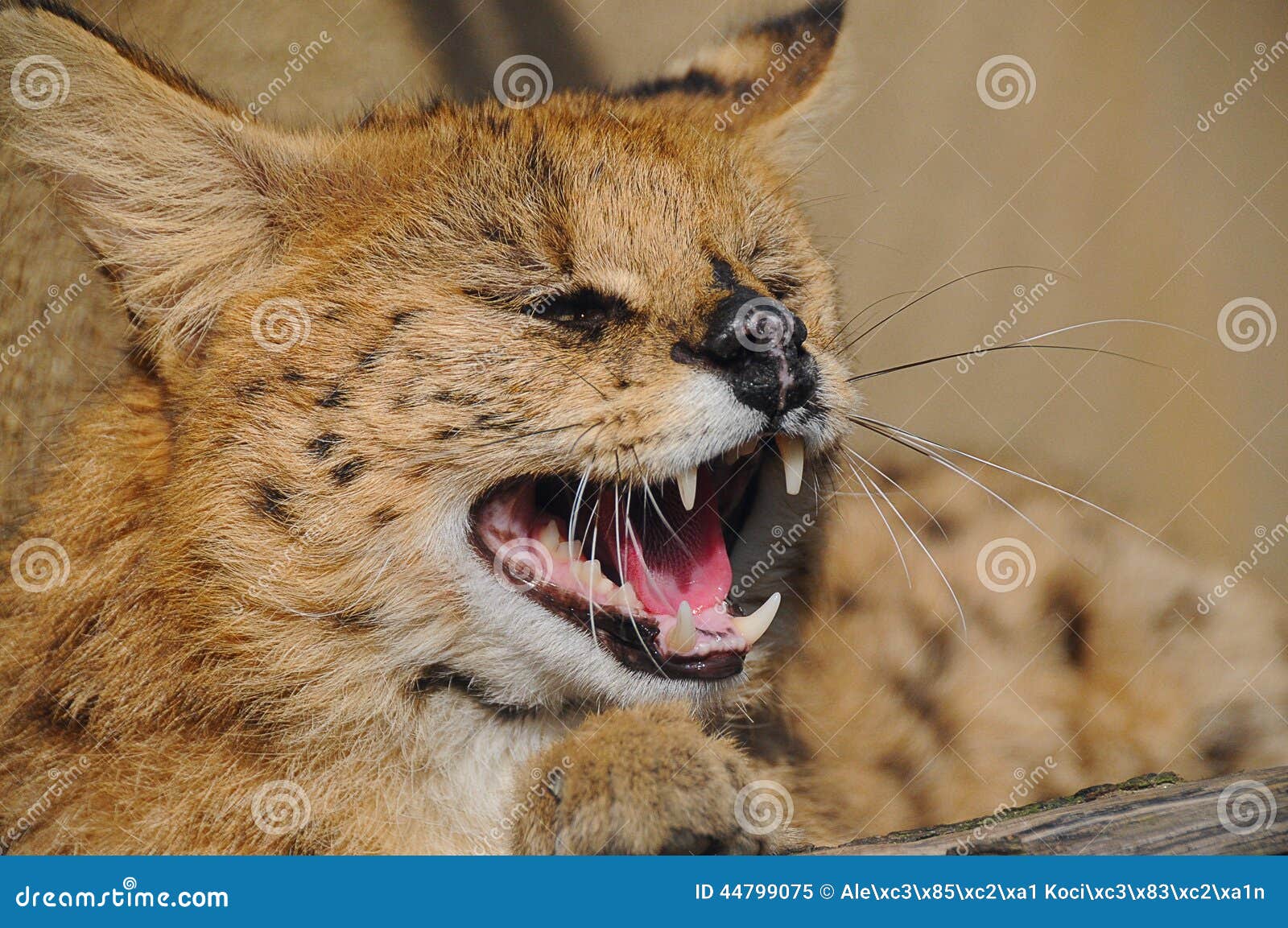 Wildcat angry stock image. Image of angry, teeth, pussycat - 44799075