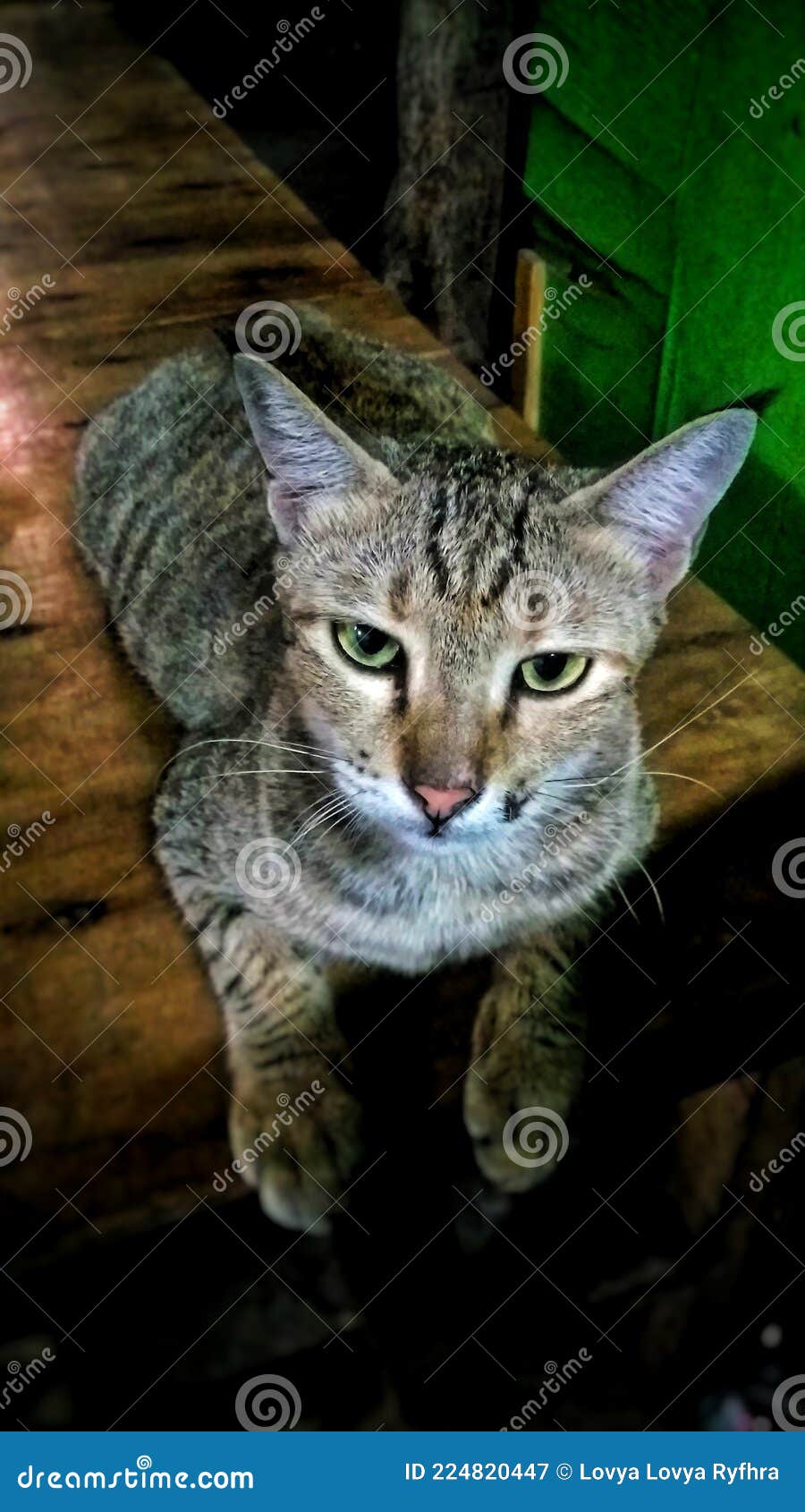 Wildcat in city stock image. Image of carnivore, nose - 224820447