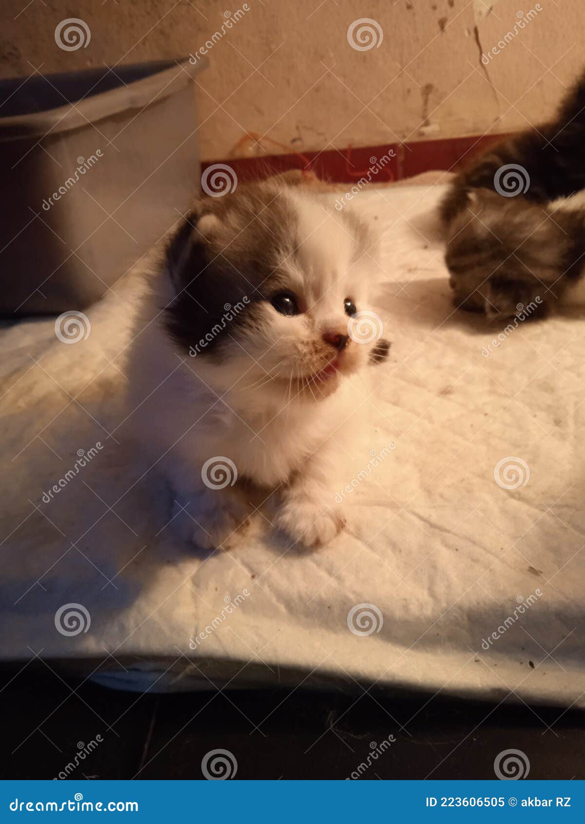 Wildcat funny stock image. Image of animal, wildcat - 223606505