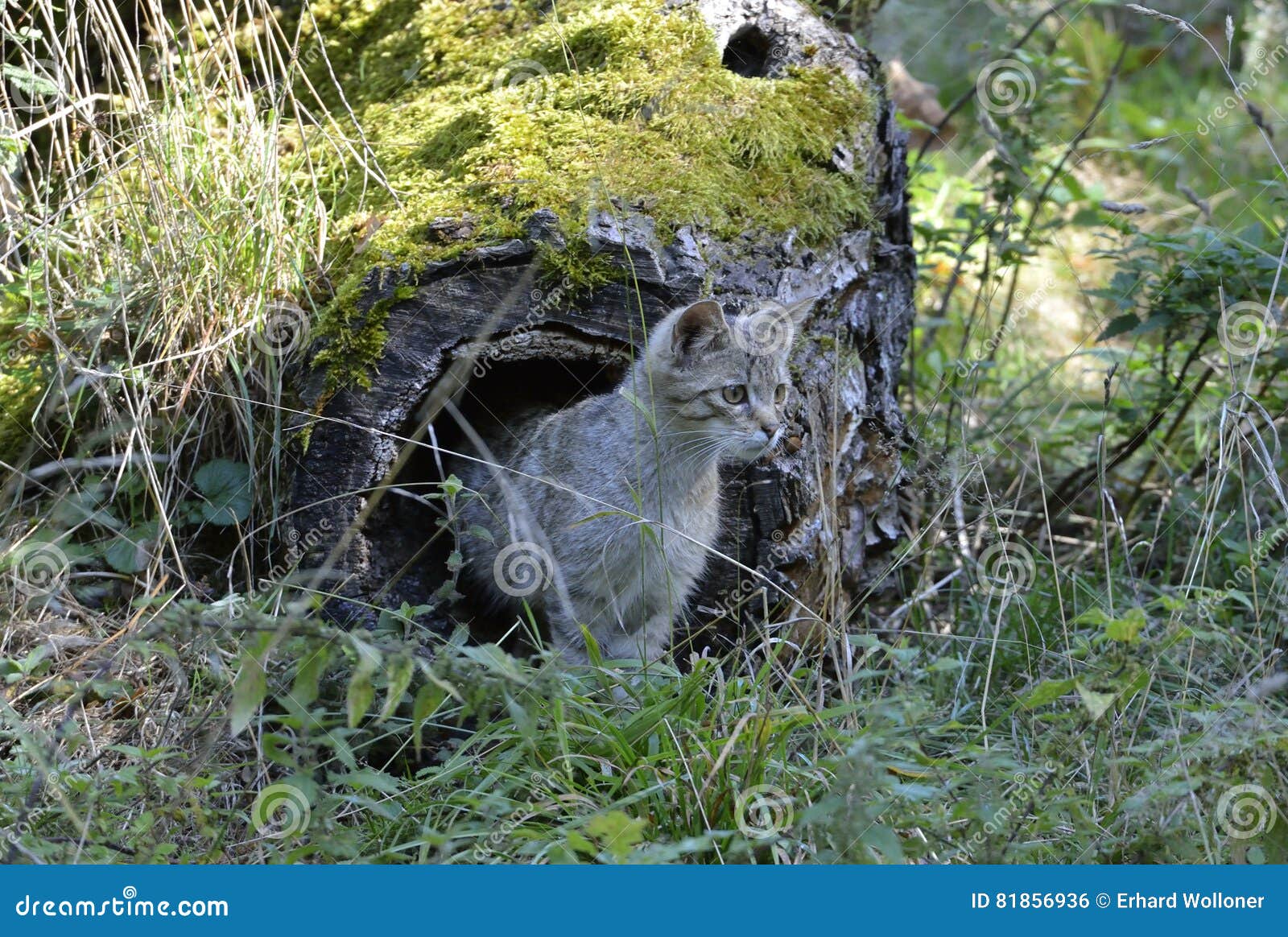 Wildcat, Germany stock photo. Image of animal, european - 81856936