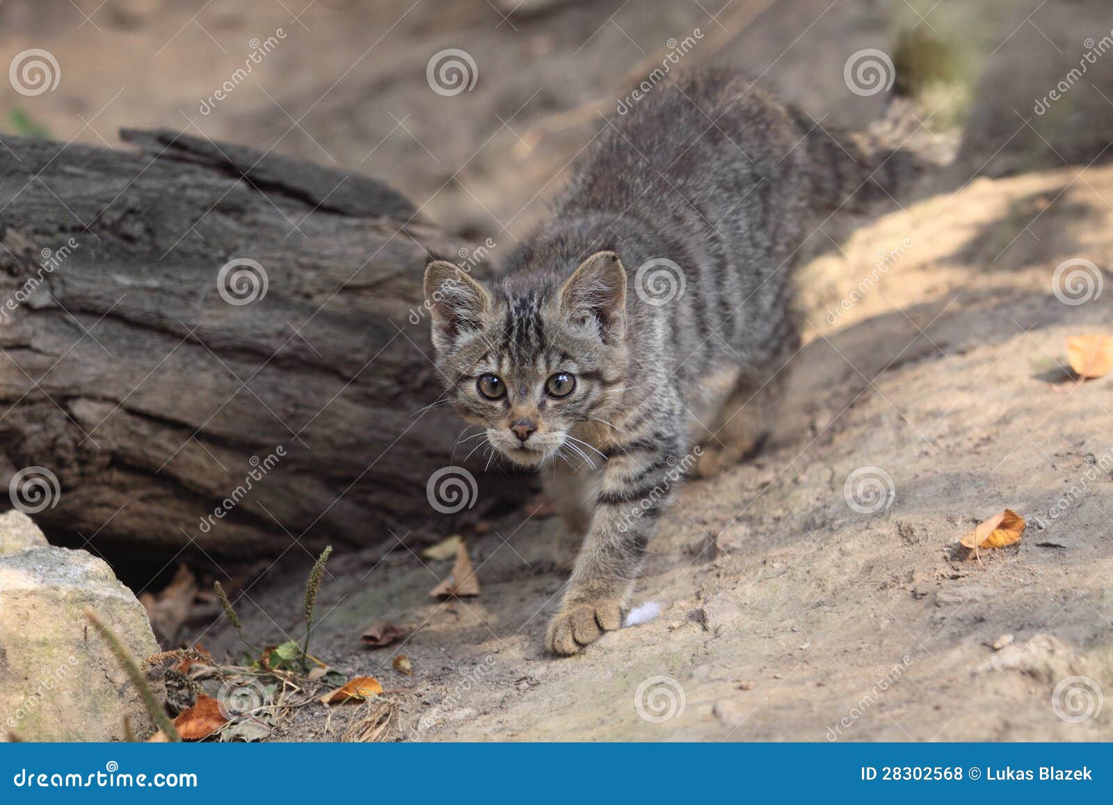 Wildcat juvenile stock photo. Image of wildlife, wood - 28302568