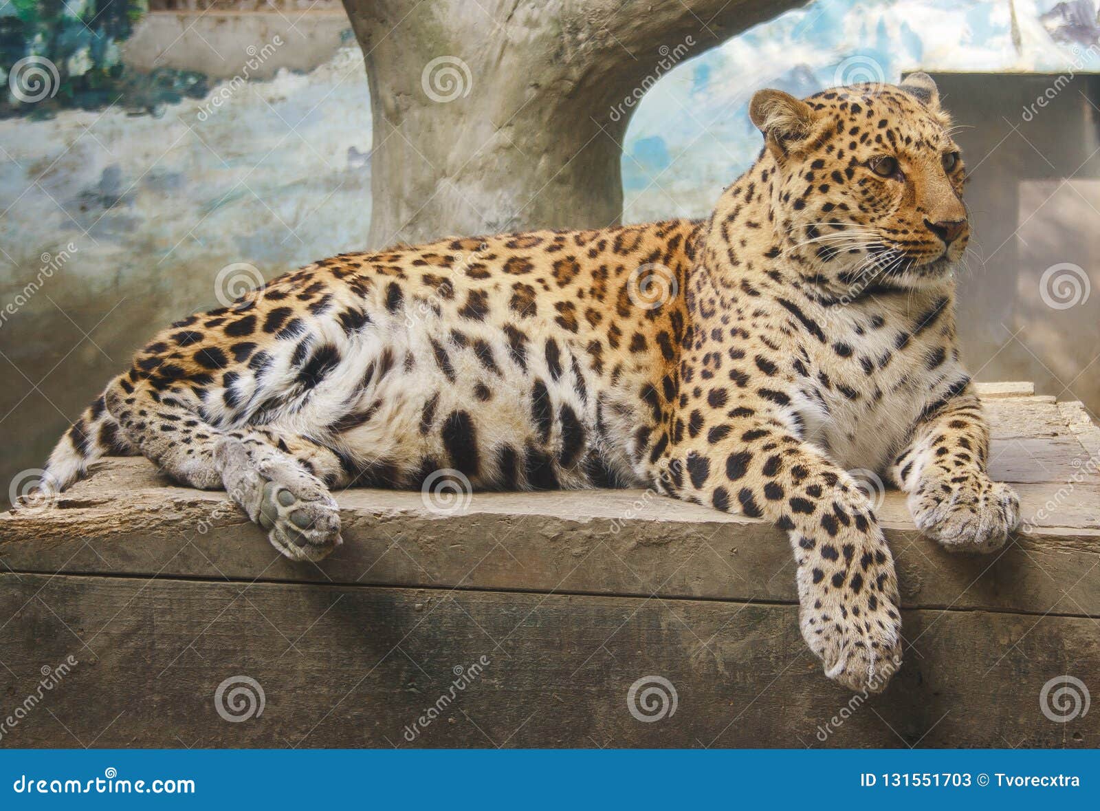 Wildcat leopard in china stock image. Image of carnivore - 131551703