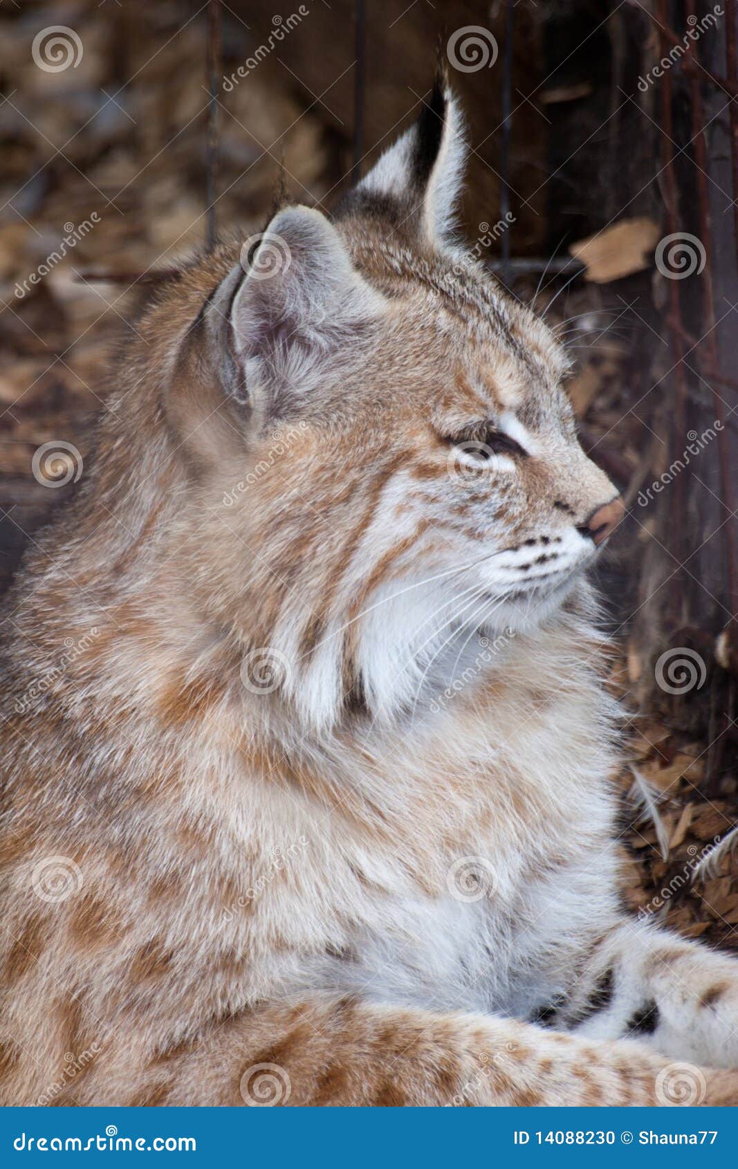 Wildcat profile stock photo. Image of head, closeup, markings - 14088230
