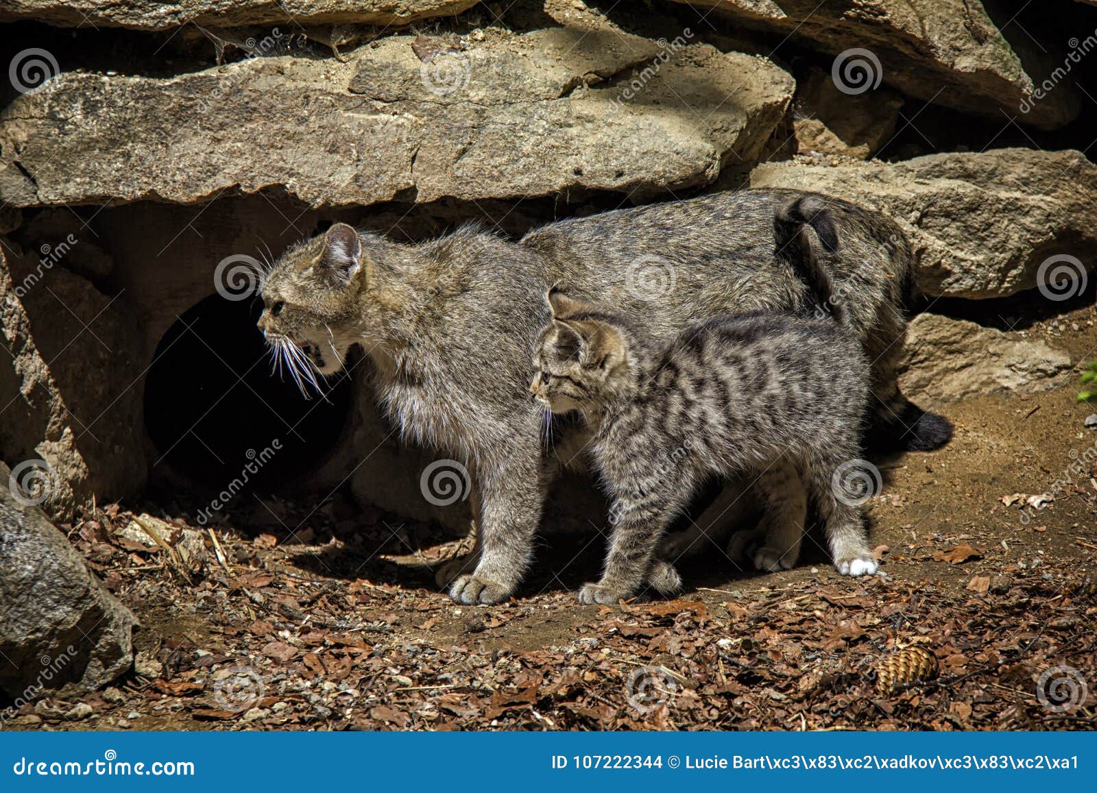 Wildcat with cub. stock photo. Image of feline, family - 107222344