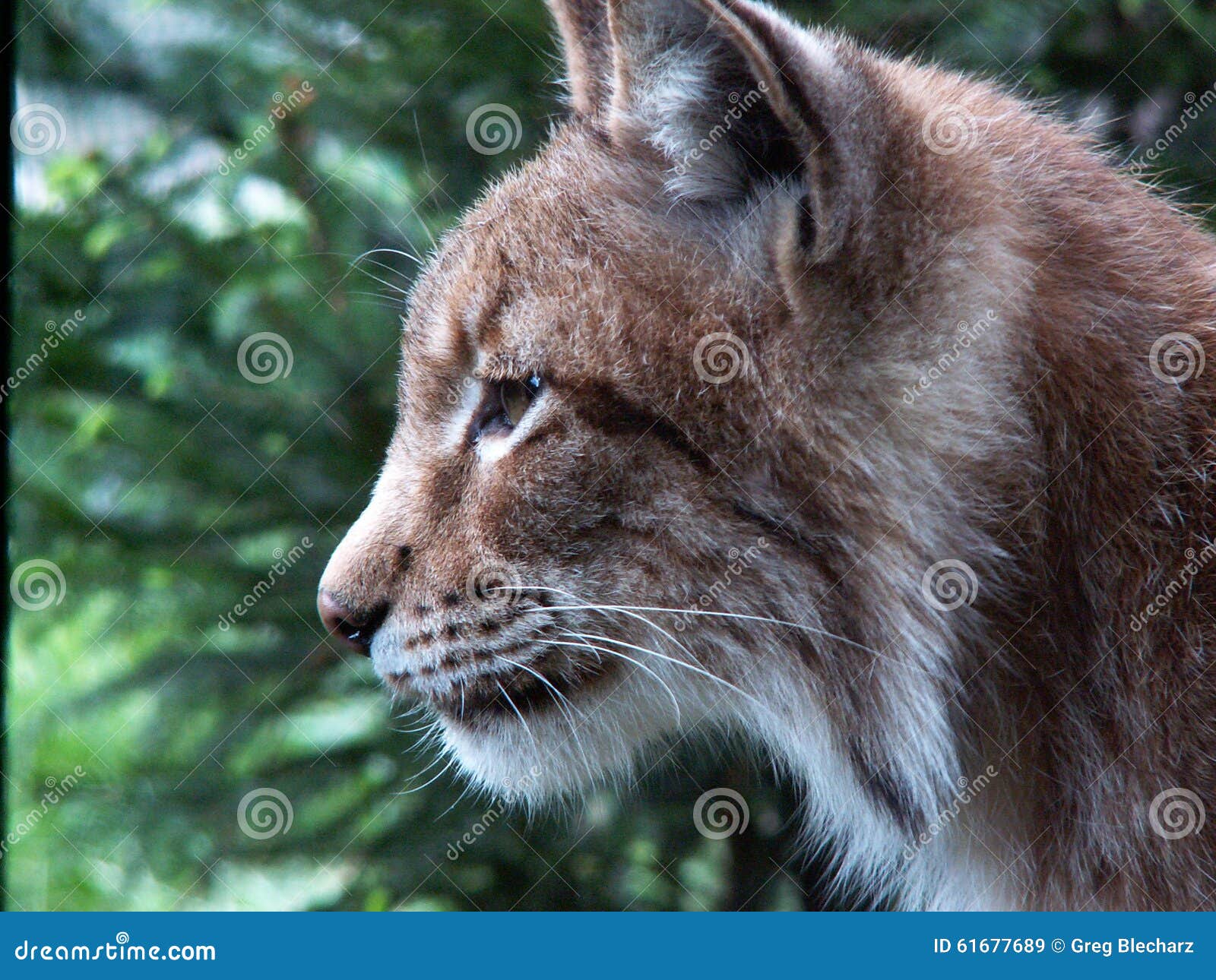Wildcat stock image. Image of green, wilderness, hunter - 61677689